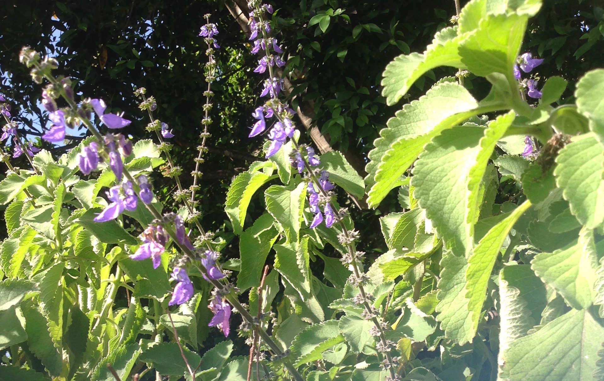 Coleus - - The Herbalist