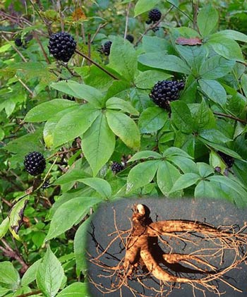 Siberian Ginseng # - The Herbalist