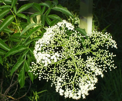 Elder Berry - The Herbalist
