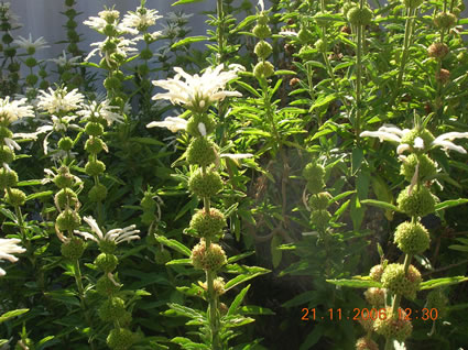 The Herbalist Naturopathic Clinic - Dipaunka Macrides